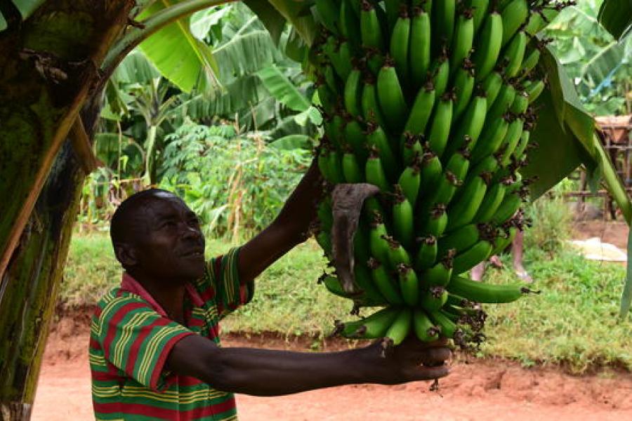 Increasing banana production and productivity through clean and high ...